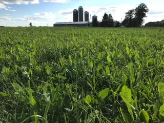 Food Plots – nbi-forage-soutions