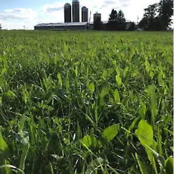 Grazing Mixes – nbi-forage-soutions