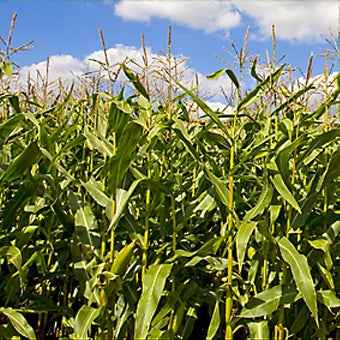 Collections – nbi-forage-soutions